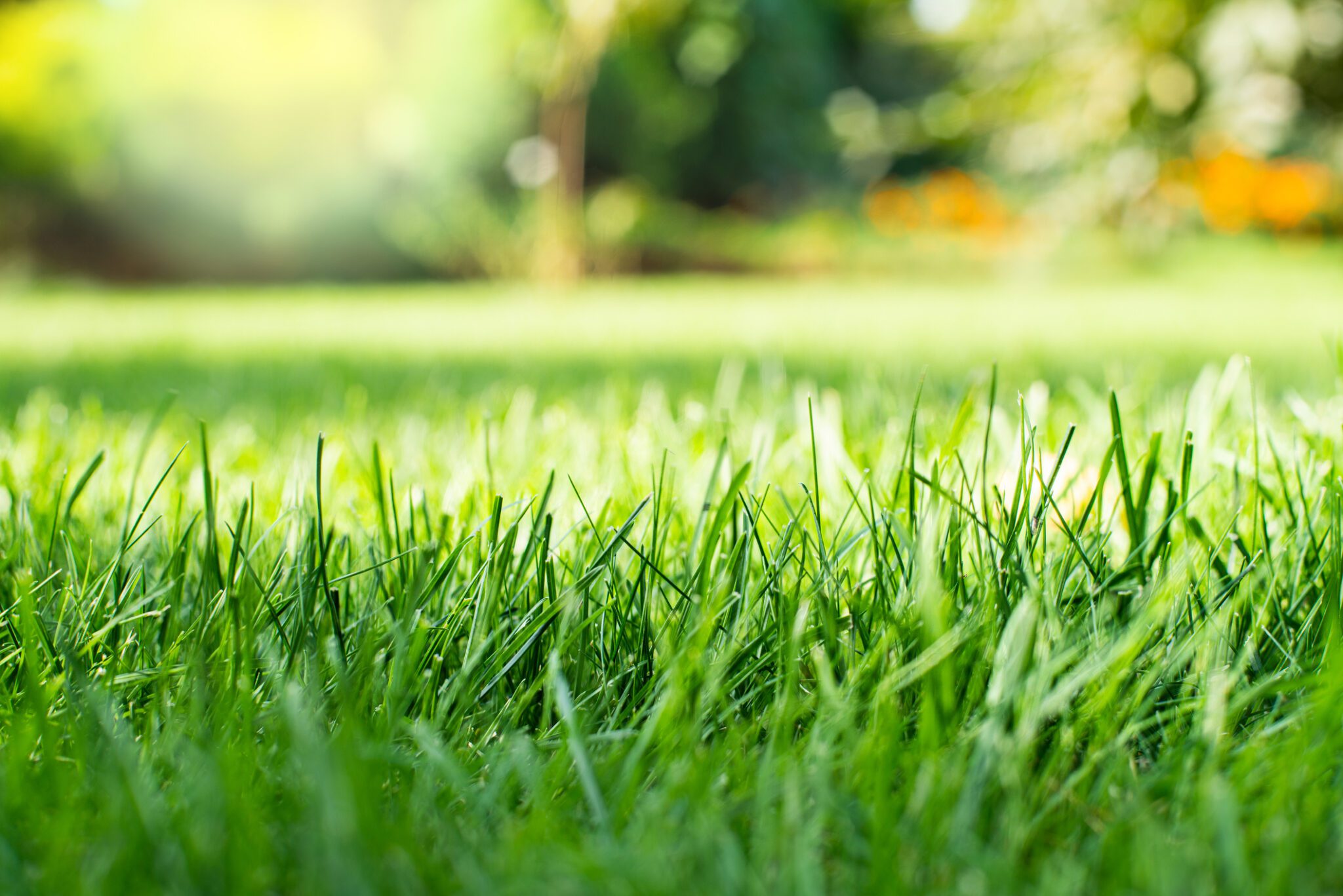Professional Lawn Care Services - Rich Landscaping