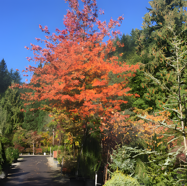 Unique Specimen Trees - Rich Landscaping Nursery