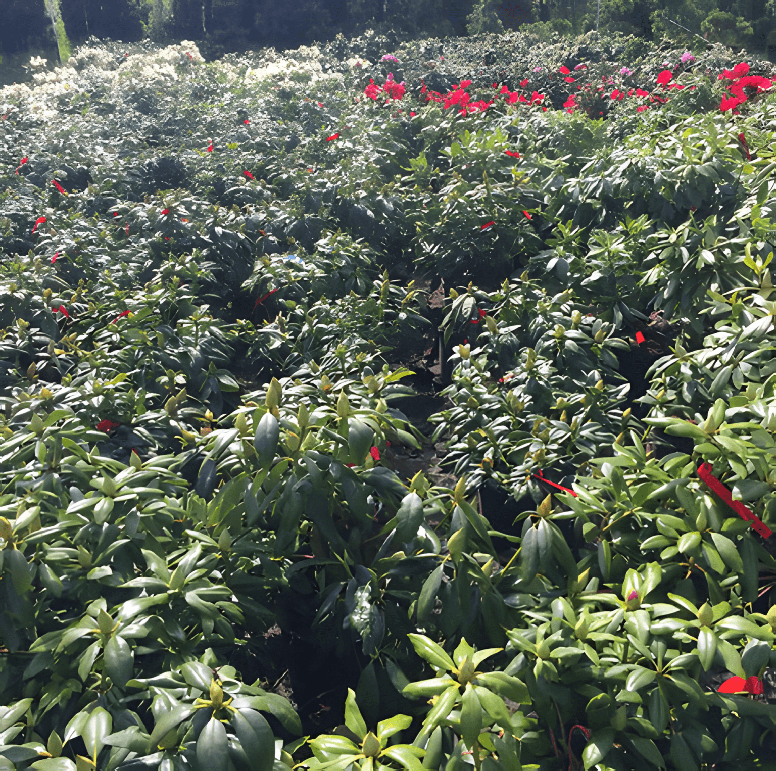 Rich Landscaping Nursery Supplies - Plants, Pottery & More